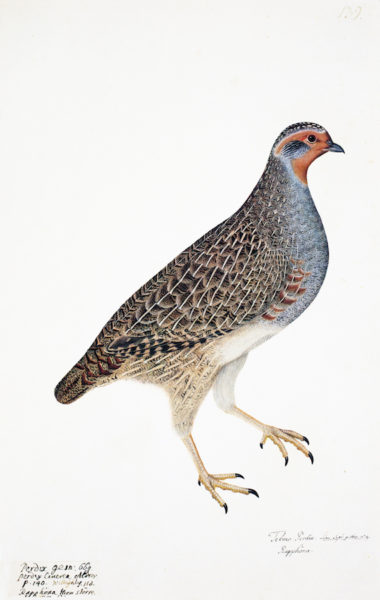 English Partridge 2 – Ornis Gallery