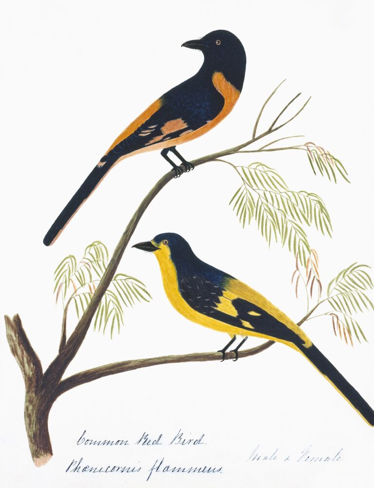 NEHRU BIRDS – Ornis Gallery